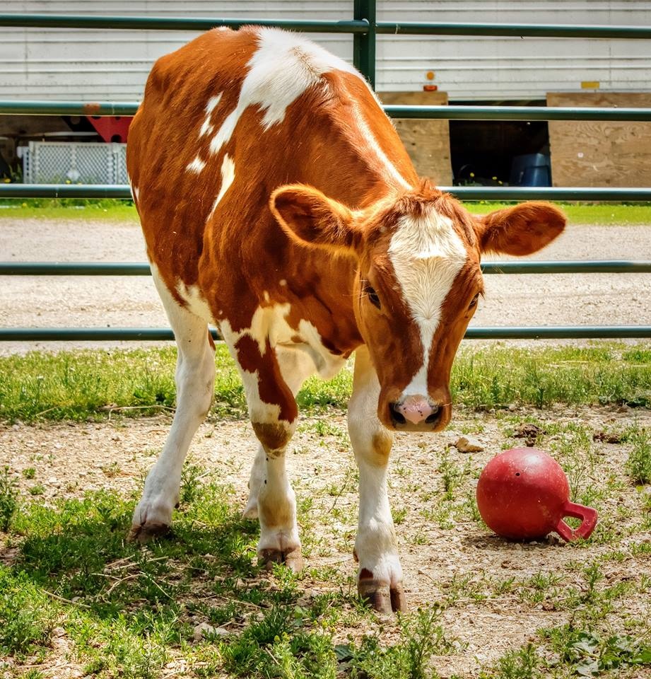 In Memory of Our Beautiful Animals – Valley of the Kings Sanctuary ...